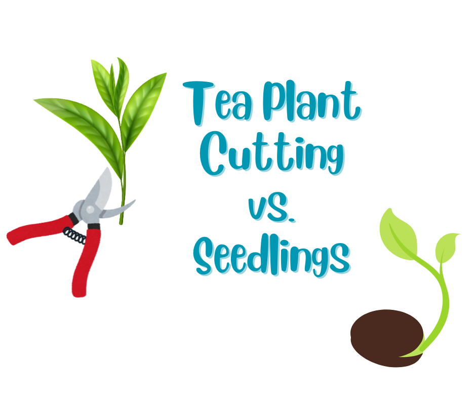 Tea Plant Cuttings vs. Seedlings – The Great Mississippi Tea Company