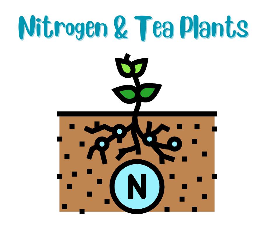Nitrogen & Tea Plants: The Secret to Thriving Leaves & Bold Flavor ...