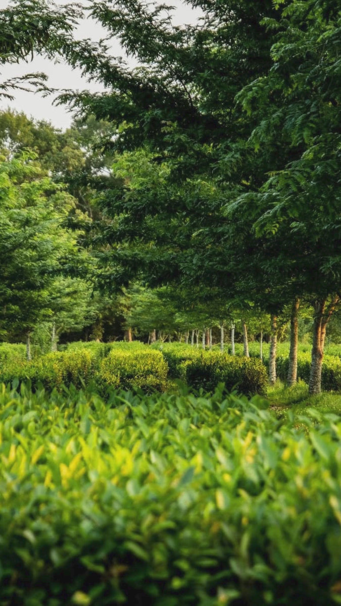 Peach Tea – The Great Mississippi Tea Company